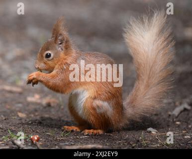 British Red Squirrel photographed in Cumbria Stock Photo - Alamy