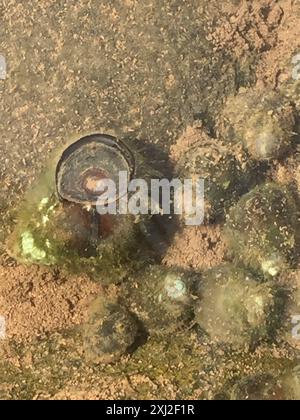River Snails (Viviparidae) Mollusca Stock Photo - Alamy