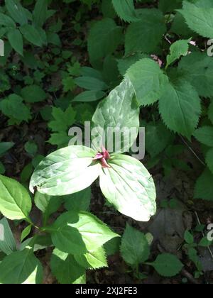 toadshade (Trillium sessile) Plantae Stock Photo - Alamy