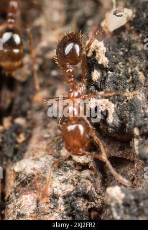 Solenopsis Fire Ants and Thief Ants (Solenopsis) Insecta Stock Photo ...