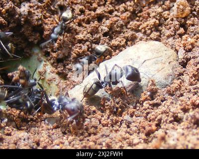 Shiny sugar ant (Camponotus cinctellus) Insecta Stock Photo - Alamy