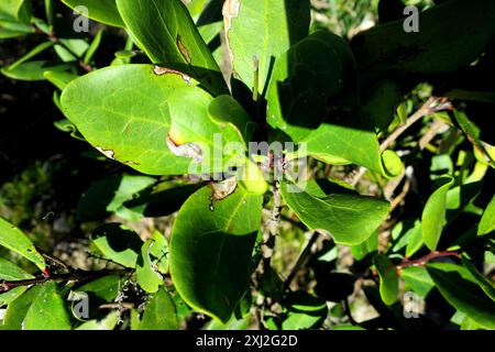 Cherrybush (Euclea racemosa racemosa) Plantae Stock Photo - Alamy