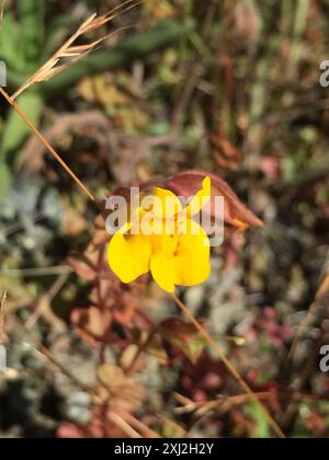 seep monkeyflower (Erythranthe guttata), Plantae, Central Kootenay, BC ...