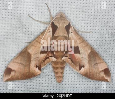 Achemon Sphinx (Eumorpha achemon) Insecta Stock Photo - Alamy
