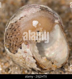 Western Banded Tegula (Tegula eiseni) Mollusca Stock Photo - Alamy
