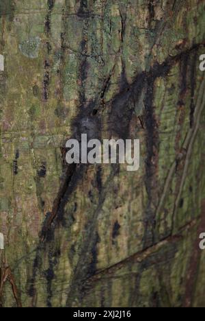 Panama rubber tree (Castilla elastica) Plantae Stock Photo - Alamy