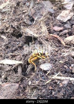 Virginia Giant Hover Fly (Milesia virginiensis) Insecta Stock Photo - Alamy