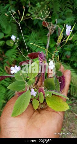 African Primrose (Streptocarpus) Plantae Stock Photo - Alamy