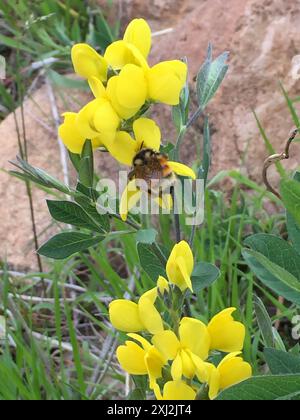 Two-form Bumble Bee Complex (Bombus bifarius) Insecta Stock Photo - Alamy