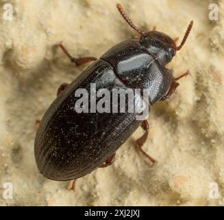 Lesser Mealworm (Alphitobius diaperinus) Insecta Stock Photo - Alamy