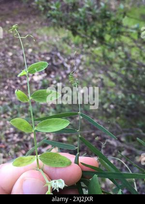 American vetch (Vicia americana) Plantae Stock Photo - Alamy