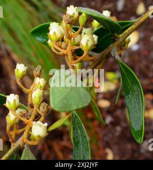 Baboon Guarri (Euclea polyandra) Plantae Stock Photo - Alamy