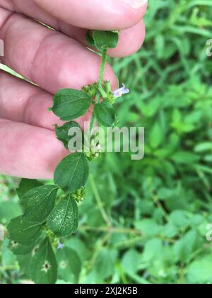 Tropical Bushmint (Hyptis mutabilis) Plantae Stock Photo - Alamy