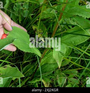 Swamp Goldenrod (Solidago patula) Plantae Stock Photo - Alamy