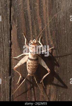 Tropical House Cricket (Gryllodes sigillatus) Insecta Stock Photo - Alamy