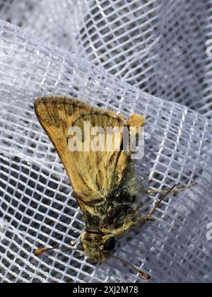 Sandhill Skipper (Polites sabuleti) Insecta Stock Photo - Alamy
