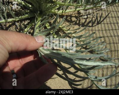 Pitcher's thistle (Cirsium pitcheri) Plantae Stock Photo - Alamy
