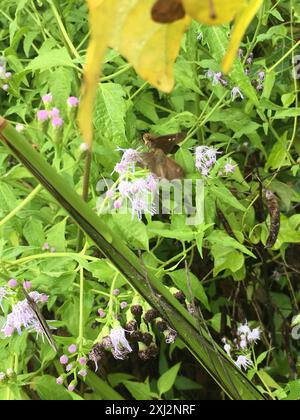 Ocola Skipper (Panoquina ocola) Insecta Stock Photo - Alamy