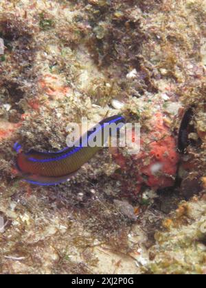 dutoiti dottyback (Pseudochromis dutoiti) Actinopterygii Stock Photo ...