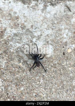 Mygalomorphs (Mygalomorphae) Arachnida Stock Photo - Alamy