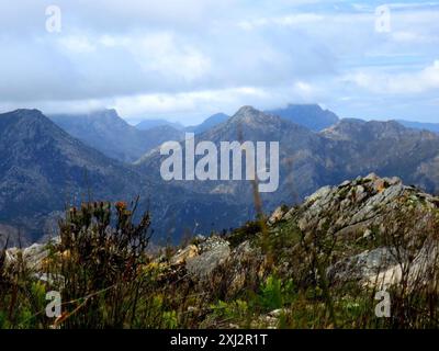 Cape everlasting (Phaenocoma prolifera) Plantae Stock Photo - Alamy