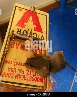 Old World Mice and Rats (Muridae) Mammalia Stock Photo - Alamy