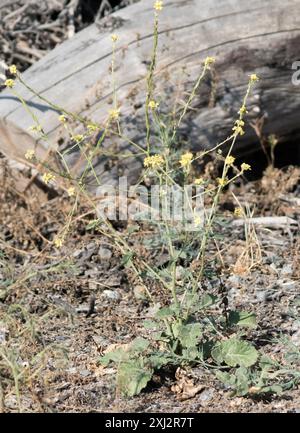 Shortpod Mustard (Hirschfeldia incana) Plantae Stock Photo - Alamy