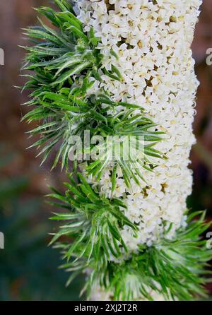 Foxy Slangbos (Stoebe alopecuroides) Plantae Stock Photo - Alamy