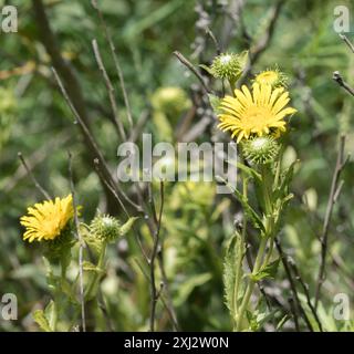 Great Valley gumweed (Grindelia camporum) Plantae Stock Photo - Alamy
