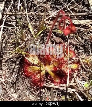 Alice Sundew (Drosera aliciae) Plantae Stock Photo - Alamy