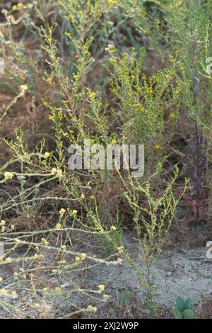 Clustered Tarweed (Deinandra fasciculata) Plantae Stock Photo - Alamy