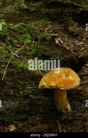 false yellow bolete (Neoboletus xanthopus) Fungi Stock Photo - Alamy