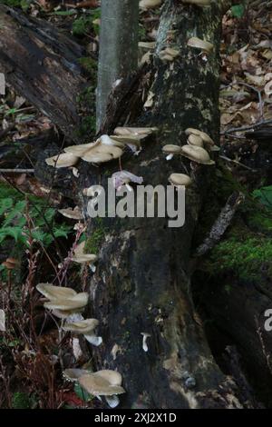 Bay Polypore (Picipes badius) Fungi Stock Photo - Alamy