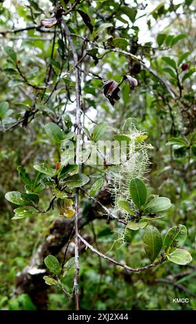 coca trees (Erythroxylum) Plantae Stock Photo - Alamy