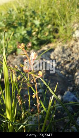 Shining Pepperweed (Lepidium nitidum) Plantae Stock Photo - Alamy