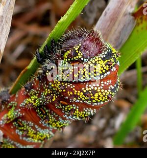 Pine Emperor (Nudaurelia cytherea), Insecta, Betty's Bay, 7141, South ...