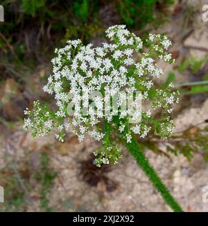 Stiff Bitterbush (Selago corymbosa) Plantae Stock Photo - Alamy