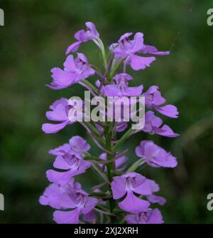 Purple Fringeless Orchid (Platanthera peramoena) Plantae Stock Photo ...