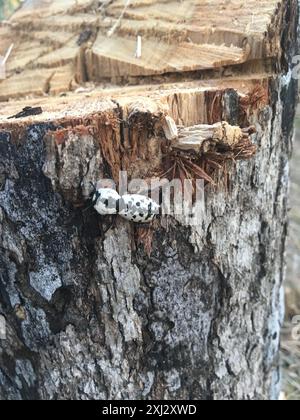 Texas Ironclad Beetle (Zopherus nodulosus haldemani) Insecta Stock ...