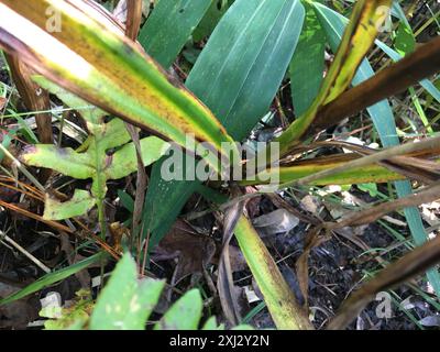 Virginia bunchflower (Veratrum virginicum) Plantae Stock Photo - Alamy