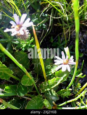 Inbristly Ministar (Alepidea delicatula) Plantae Stock Photo - Alamy
