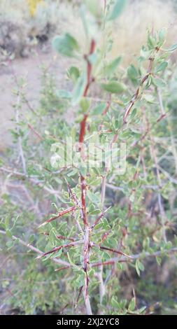 Desert Peach (Prunus andersonii) Plantae Stock Photo - Alamy
