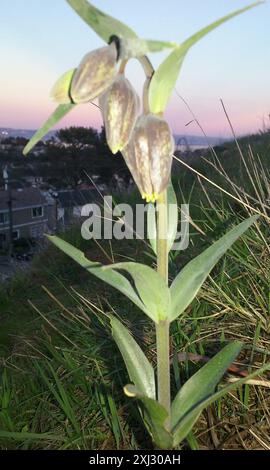 checker lily (Fritillaria affinis), Plantae, Fort Ord National Monument ...