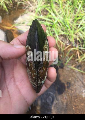 Eastern Elliptio (Elliptio complanata) Mollusca Stock Photo - Alamy