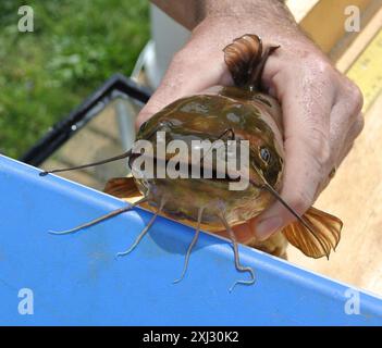 Yellow Bullhead (Ameiurus natalis) Actinopterygii Stock Photo - Alamy