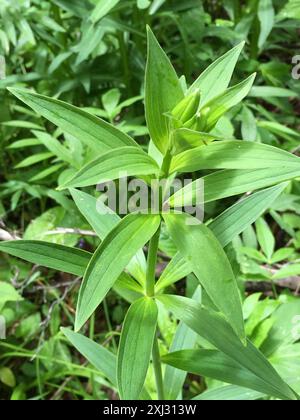 Gray's lily (Lilium grayi) Plantae Stock Photo - Alamy