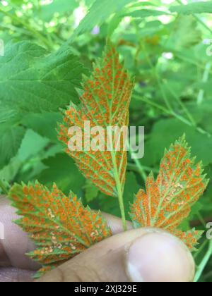 blackberry orange rust (Gymnoconia peckiana) Fungi Stock Photo - Alamy