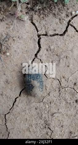 Carcass Beetles (Omorgus) Insecta Stock Photo - Alamy