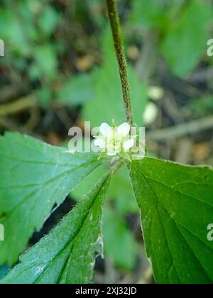 white avens (Geum canadense) Plantae Stock Photo - Alamy