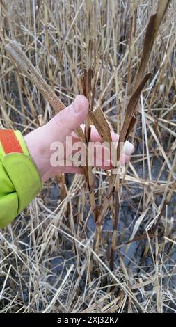 river bulrush (Bolboschoenus fluviatilis) Plantae Stock Photo - Alamy